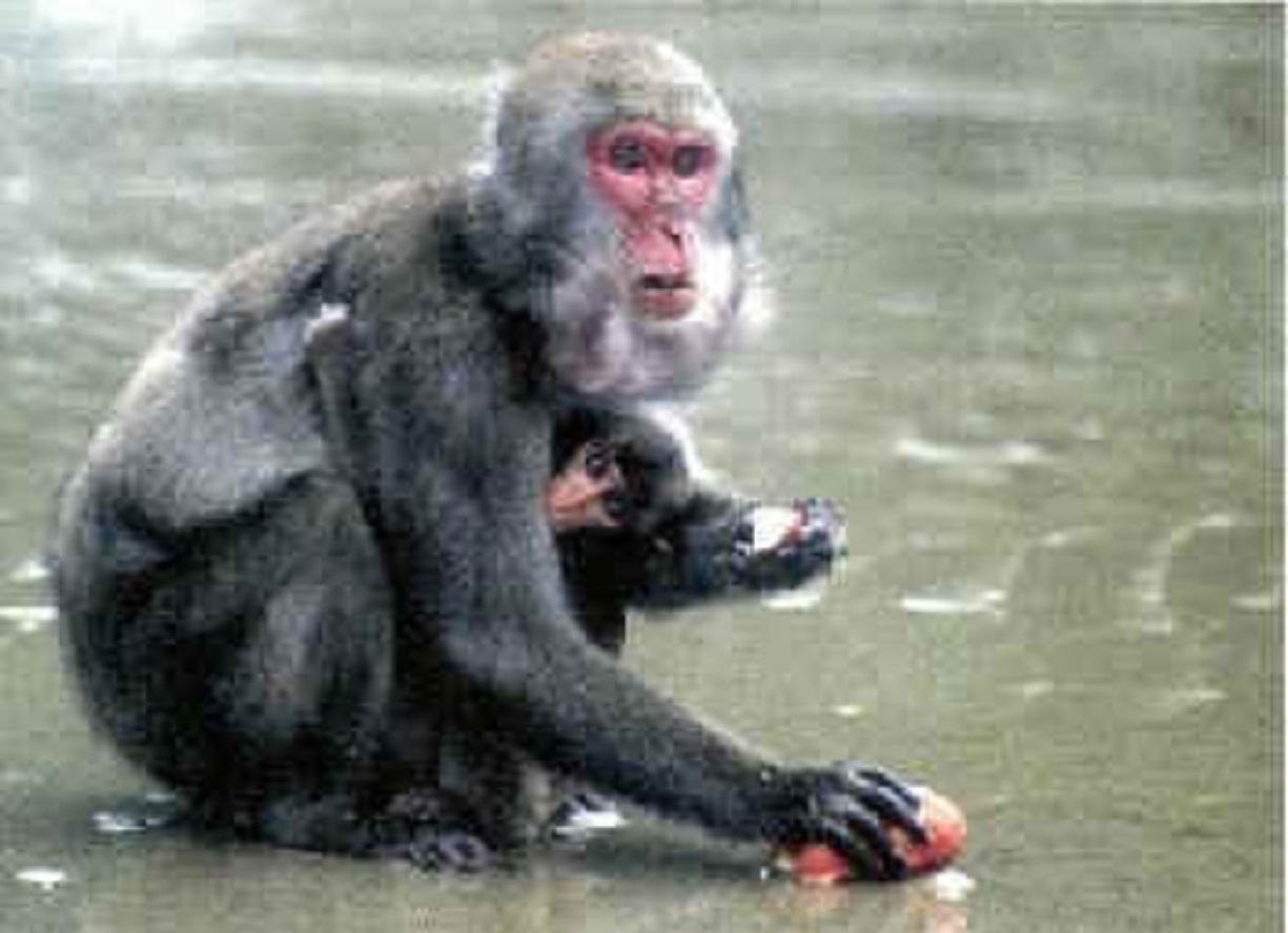 Video 34: Synchronicities and the 100th Monkey Syndrome – Videos and ...